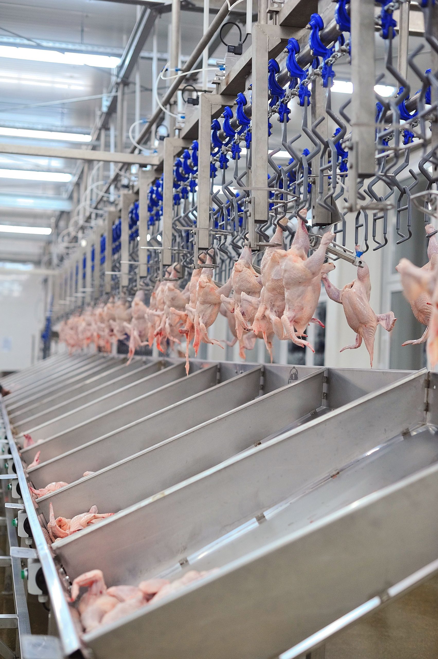 Slaughter and processing of poultry - Brüning GmbH